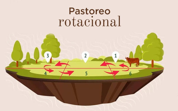 ¿Qué es la ganadería o pastoreo rotativo? – DILMUN