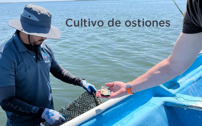 ¿Cómo se cultivan los ostiones? – DILMUN