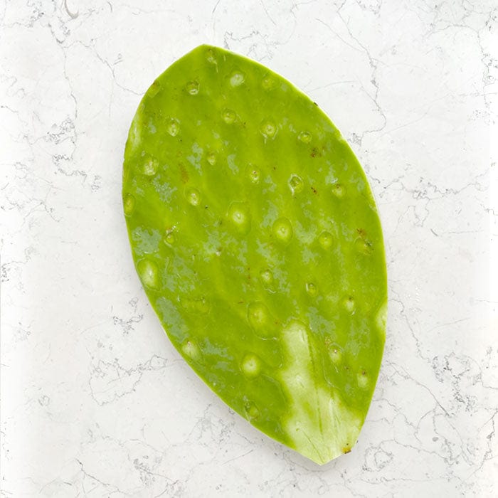 Nopal mediano - 4 piezas – DILMUN